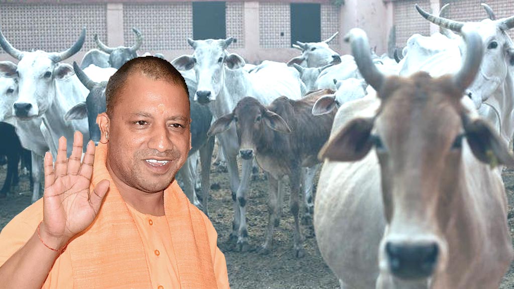 கோமாதாவை பாதுகாக்காத உ.பி மாவட்ட ஆட்சியர் இடைநீக்கம் ! | வினவு